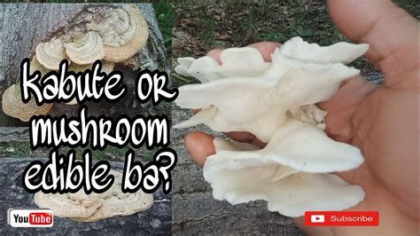 Kabute Mushroom Edible Bagaling Sa Tuyong Punong Kahoy
