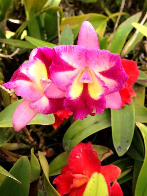 Tricolour Miniature Type Cattleya Cattleya Greenhouse Gardening Orchids