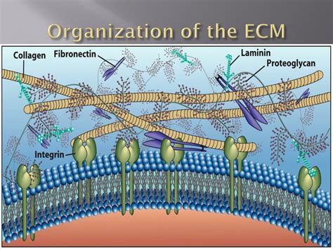 Ppt Cellular Interactions With The Environment Ecm Overview Powerpoint Presentation Id 9168268