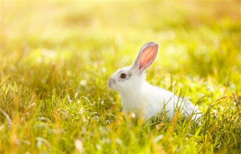 Premium Photo White Rabbit On A Sunlit Green Lawn