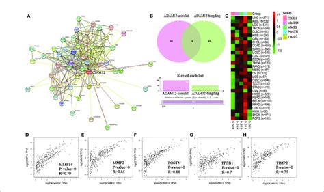 The Protein Protein Interaction Network Of Adam12 Was Analyzed Using