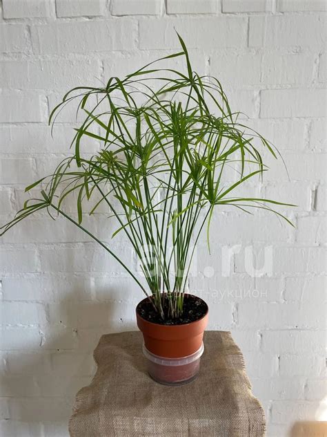 Растение — купить в Красноярске Горшечные растения и комнатные цветы