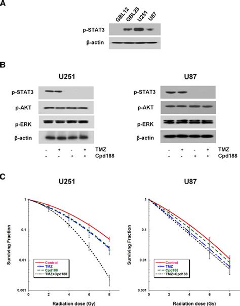 Stat3 Expression Level And Clonogenic Survival A U251 And Gbl28 Cell