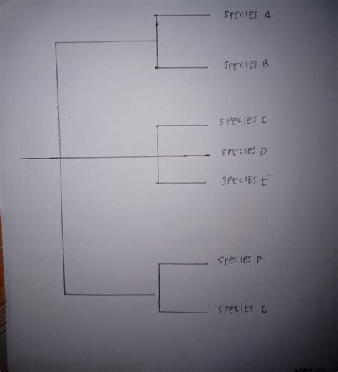 Solved 1 Without Redrawing The Identical Tree Draw A Phylogenetic Tree Course Hero