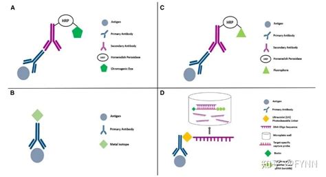 非因解读 肿瘤免疫治疗纪元下的多重ihcif技术总览 知乎