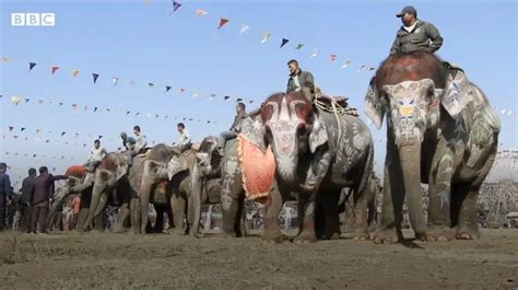 සර්බියානු දූපතක සිරවී සිටින ගවයින් සහ අශ්වයින් මුදාගැනීමක් Bbc News සිංහල