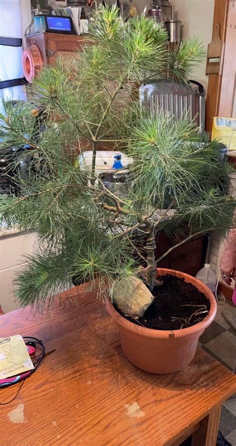 Can Someone Identify This Tree Sapling For Me Scrolller