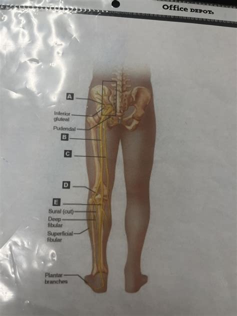 Sacral Plexus Posterior View Diagram Quizlet