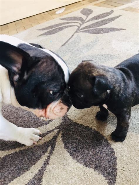 ჯიშიანი ძაღლების და ლეკვების ყიდვა გაყიდვა დართვა შეჯვარება