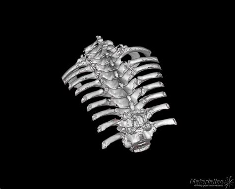 Anatomically Correct 3d Medical Reference Models 3d Thoracic Spine Model 3d Medical Model