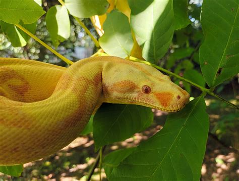 Mandb Mandb Professional Ball Pythons Breeding