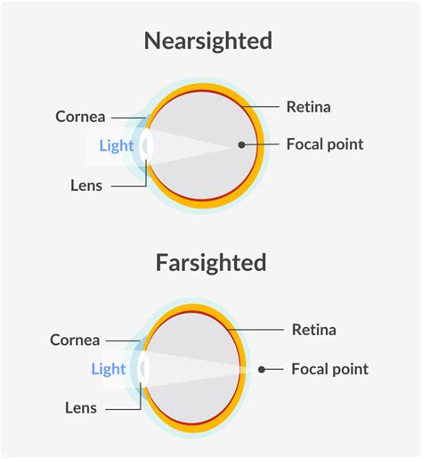 Cornea Anatomy Diagram