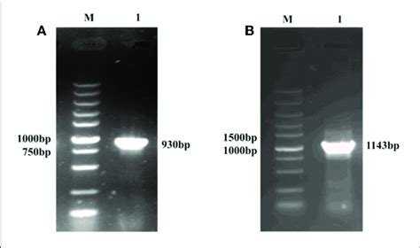 Pcr Amplification Of The Recombinant Plasmid Containing The Gp85 Gene