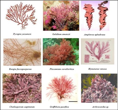 Red Algae Rhodophyta