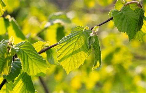 Wallpaper Spring Leaf Twig For Mobile And Desktop Section природа Wallpaper Spring Leaf Twig For Mobile And Desktop Section природа