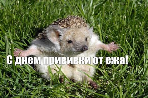 Создать мем "маленький ежик, ежик обыкновенный, ёж ежи" - Картинки ...