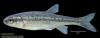 Lahontan Redside Richardsonius Egregius Species Profile