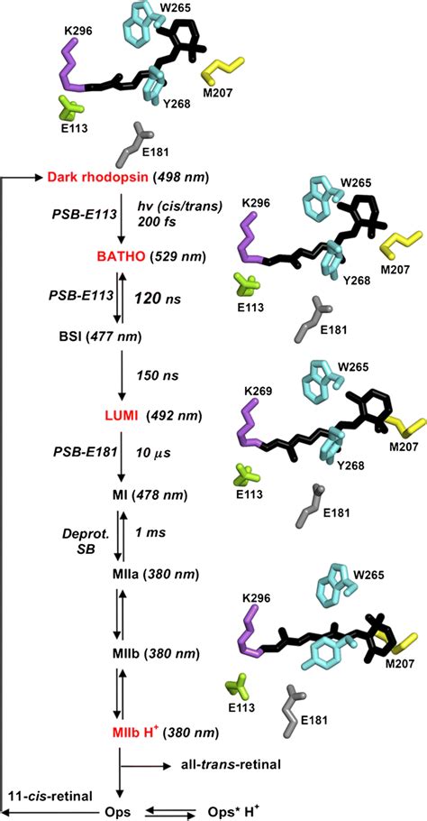 Rhodopsin Photobleaching The Process Of Rhodopsin Photoactivation Is