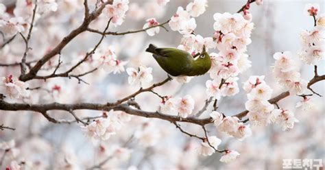 [포토친구] 매화와 동박새