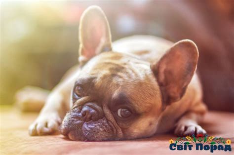 Як позбутися запаху собачої сечі вдома