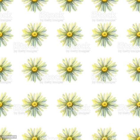 야생 데이지 흰색 배경에 꽃의 수채화 그림과 원활한 패턴 꽃 장식 직물 직물 종이 및 모든 유형의 디자인용 스톡 프린트 0명에 대한 스톡 벡터 아트 및 기타 이미지 Istock