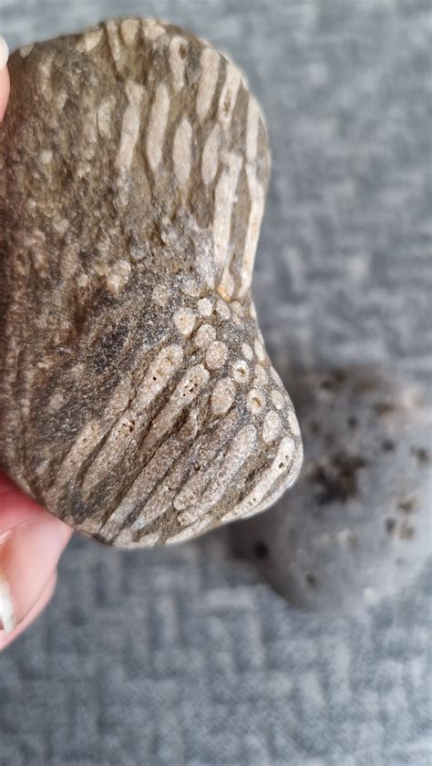 Can You Help Me With Identifying These Fossils R Fossils