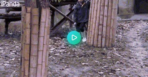 How Are Pandas Endangered Album On Imgur