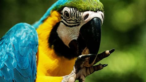 200 Parrot Wallpapers