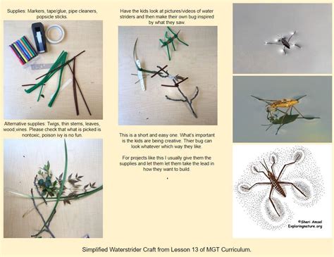 Surface Tension Water Strider