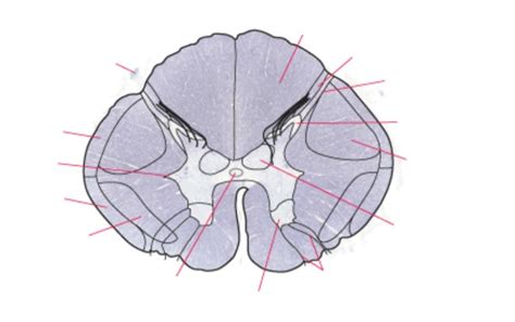 10th Thoracic Segment Picture Diagram Quizlet