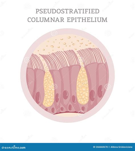 Pseudostratified Columnar Diagram