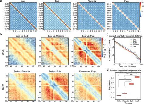 Hi C Interaction Matrices Generated From Four Tissues Of C Annuum A Download Scientific