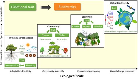 Linking Plant Functional Traits To Biodiversity Under Environmental