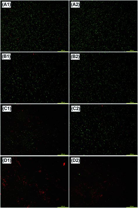 Live Dead Bacteria Staining Of Cs A Cs Arg B Cs Aunps C And Download Scientific Diagram