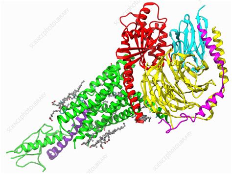 G Proteins Complexed With Pthrp And Pth1r Illustration Stock Image