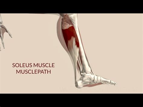 Soleus Muscle Insertion