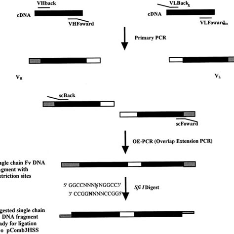 Full Length Sequence Of A Representative Scfv Primer Sequences And The