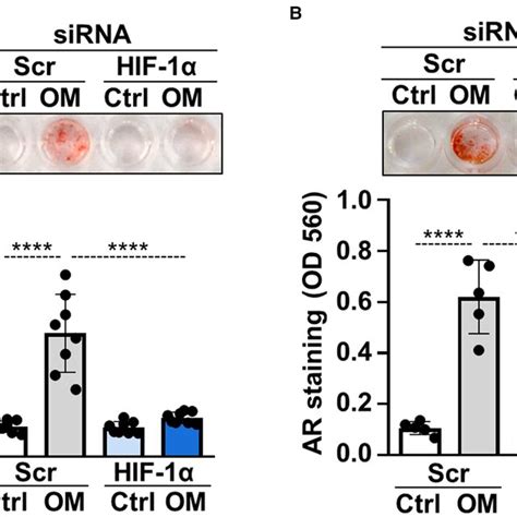 Osteogenic Stimulation Induces Osteogenic Transdifferentiation