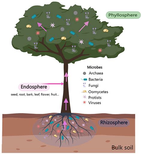 Ijms Free Full Text Microbiome Mediated Protection Against Pathogens In Woody Plants
