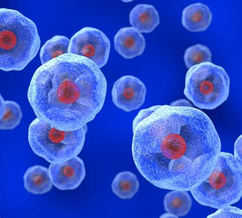 Tick Borne Infection Testing Australia Tick Borne Illness Testing