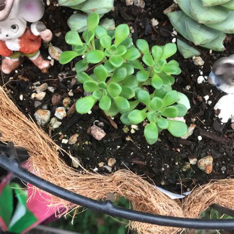 Sedum Alfredii Earthpedia Plant