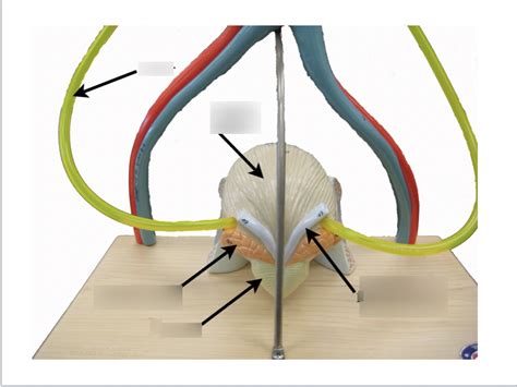 Model Diagram Quizlet