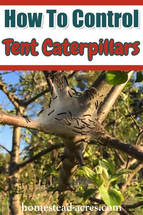 How To Get Rid Of Tent Caterpillars Homestead Acres