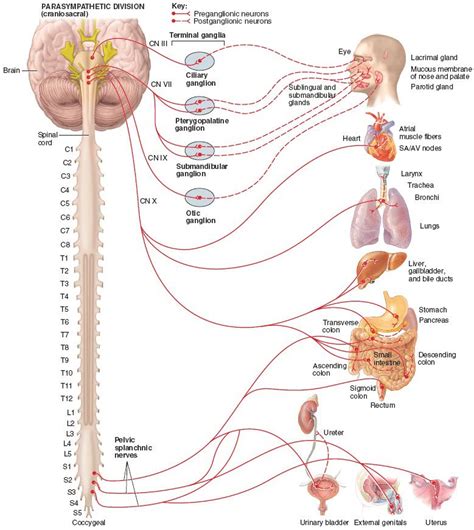 Structure Of The Parasympathetic Division Of The Autonomic Nervous