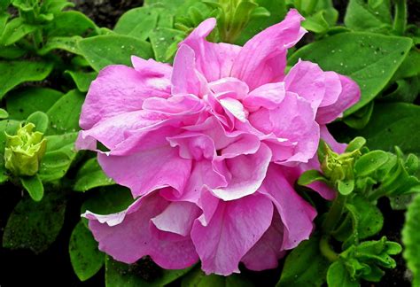 Flor Rosado Primavera Foto Gratis En Pixabay Pixabay