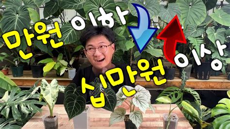 희귀식물 입문자🐥를 위한 가격대별 추천 식물 Youtube