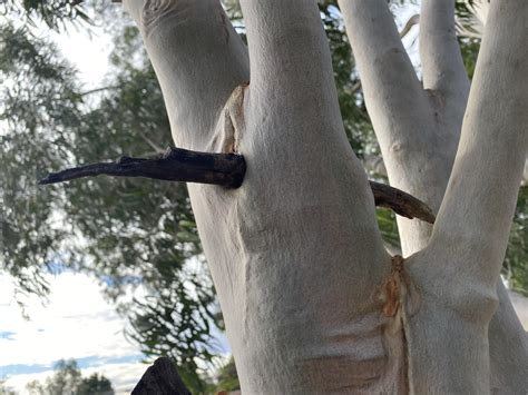 Found A Tree Sucking On A Tree Does That Count R TreesSuckingOnThings