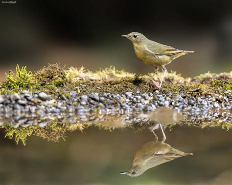 indian blue robin photograph by sandeep shroff fine art america