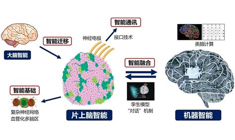 chinese researchers develop first open source brain on chip interface