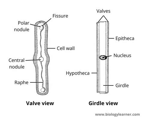 Diatoms Diagram Biosilicification In Diatoms A Thalassiosira